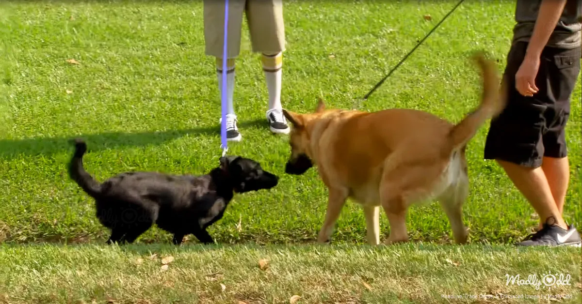 German Shepherd Mourning Loss Finds Unexpected Joy in Rescue Lab Mix ...