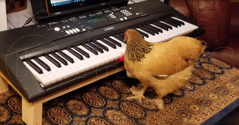 Musically Inclined Chicken Plays ‘Twinkle, Twinkle, Little Star’ On The ...