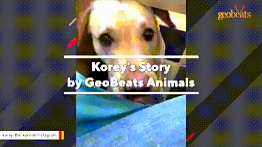 Super-smart dog protects owners by detecting and warning of sugar ...