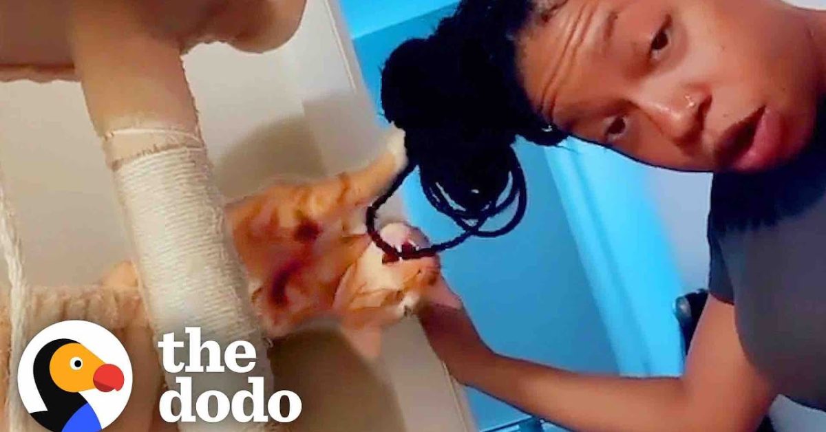 Kitten Loves Playfighting with His Mom – 10 Things To Know Today