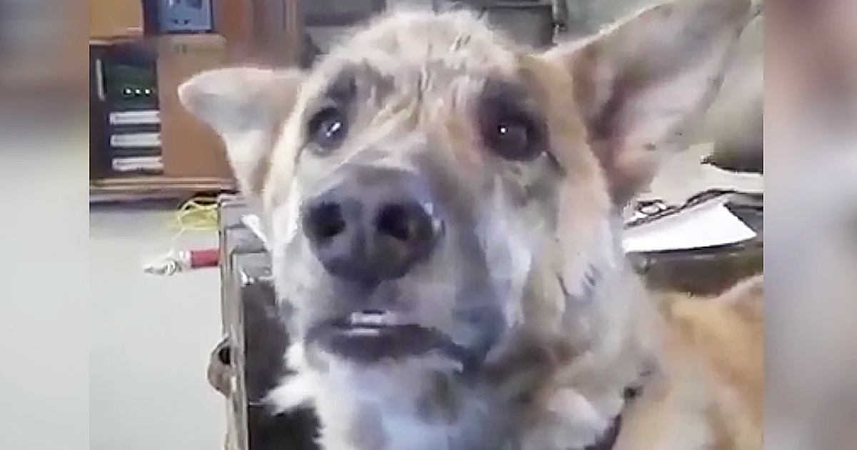 Talking Dog Bacon Video Story Will Make You Laugh – 10 Things To Know Today